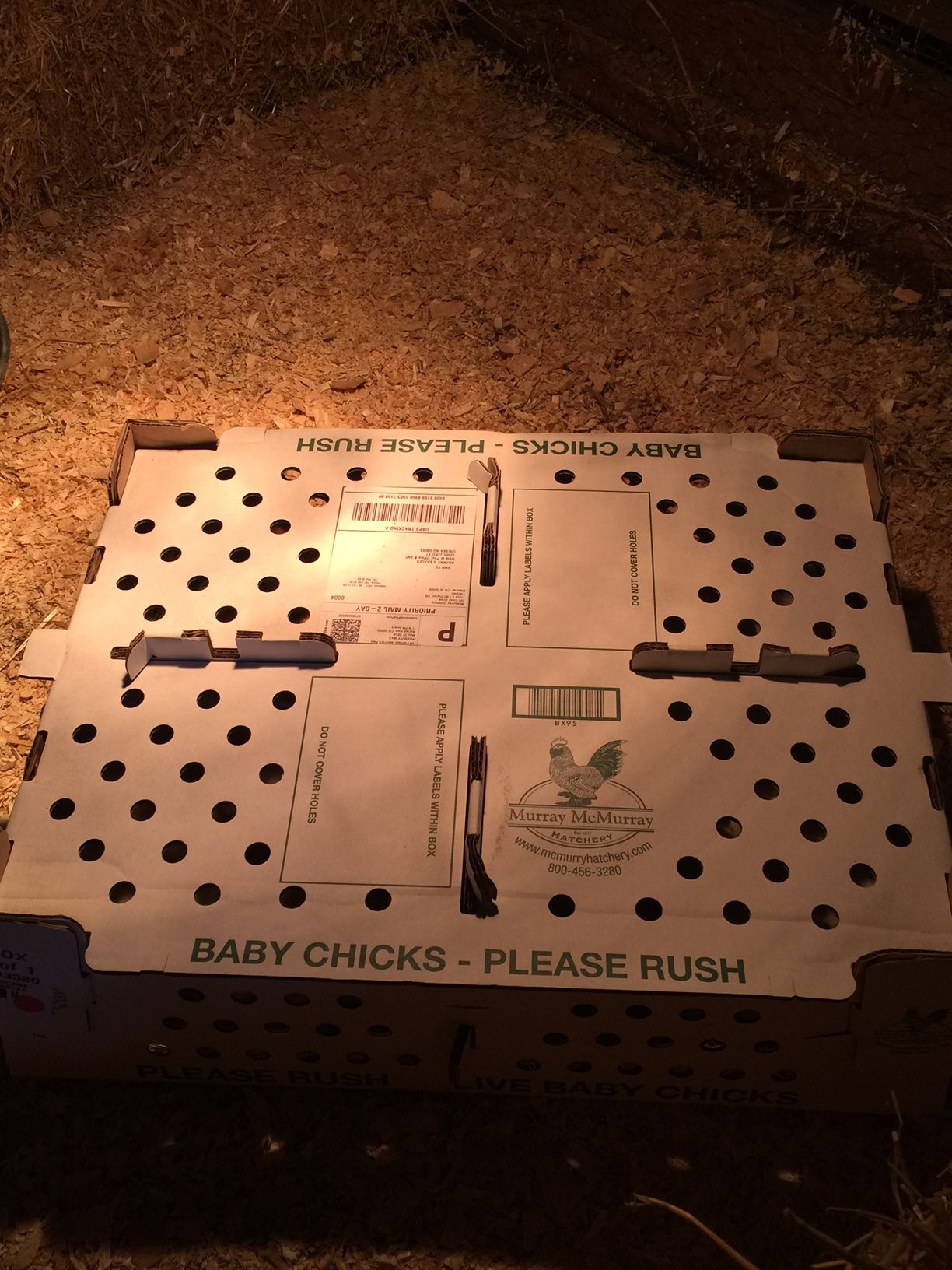 What to do when your Chicks arrive in the mail - Heather Earles