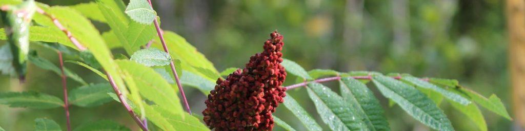 What is Sumac and How Can You Use It? Recipes Included- Heather Earles